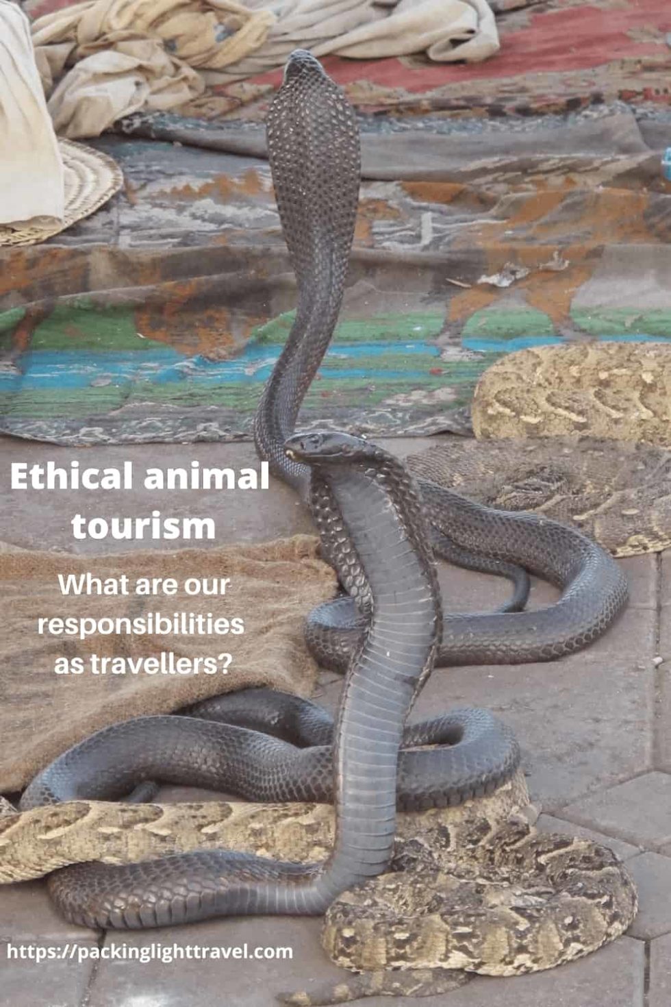 4 Simple approaches to ethical animal tourism