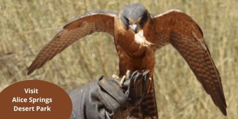 The extraordinary wildlife of Alice Springs Desert Park | Packing Light ...